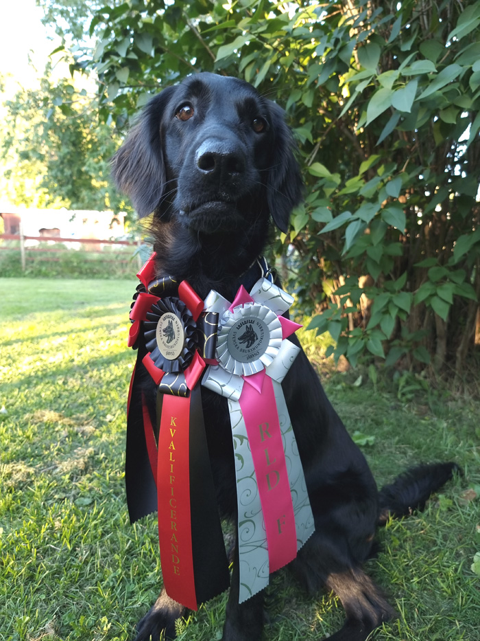 Kennel Atomos - Resultat